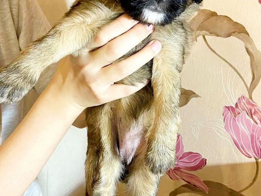 Спасённые щенки ищут дом