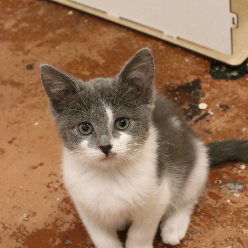 Котëнок в добрые руки из приюта