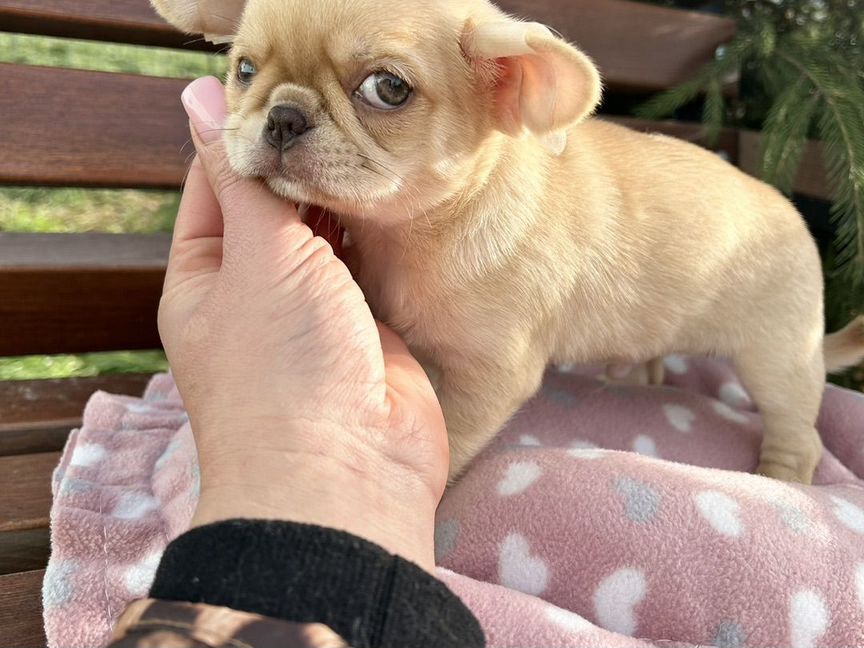 Чихуахуа Очаровательный Рыжик