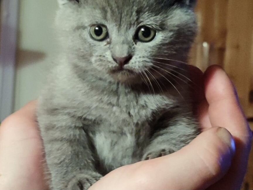 Шотландский вислоухий котенок