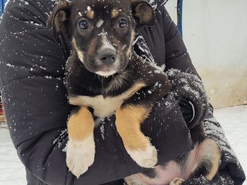 Фиона метис питбуля ищет дом