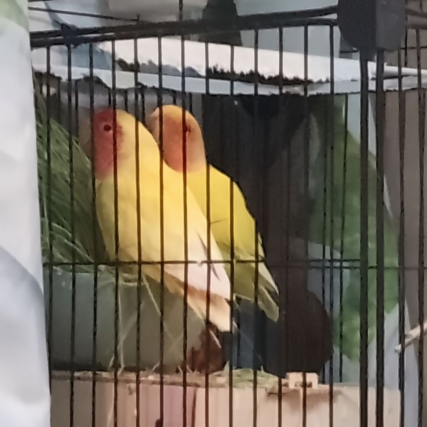 Попугай неразлучники с клеткой