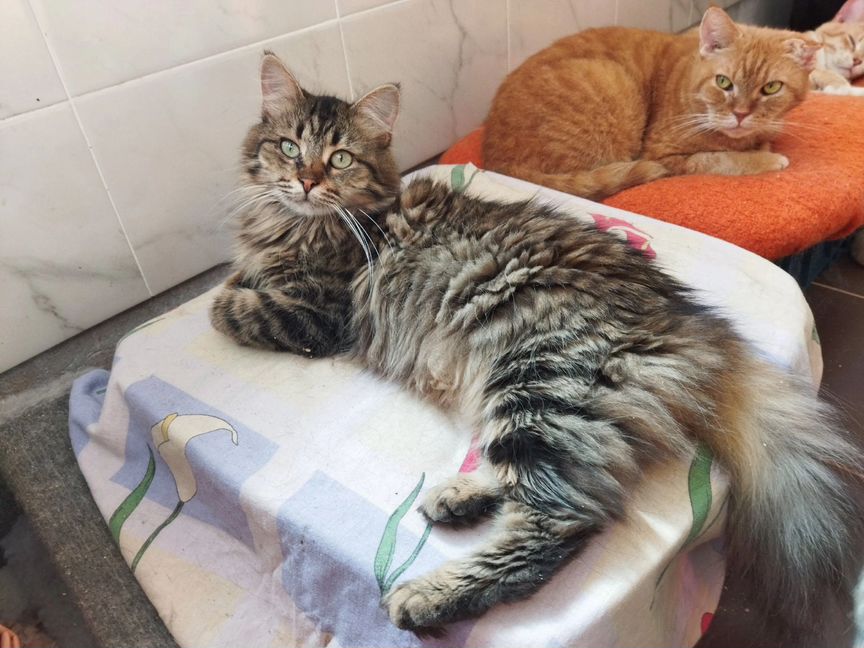 Кошка Беата