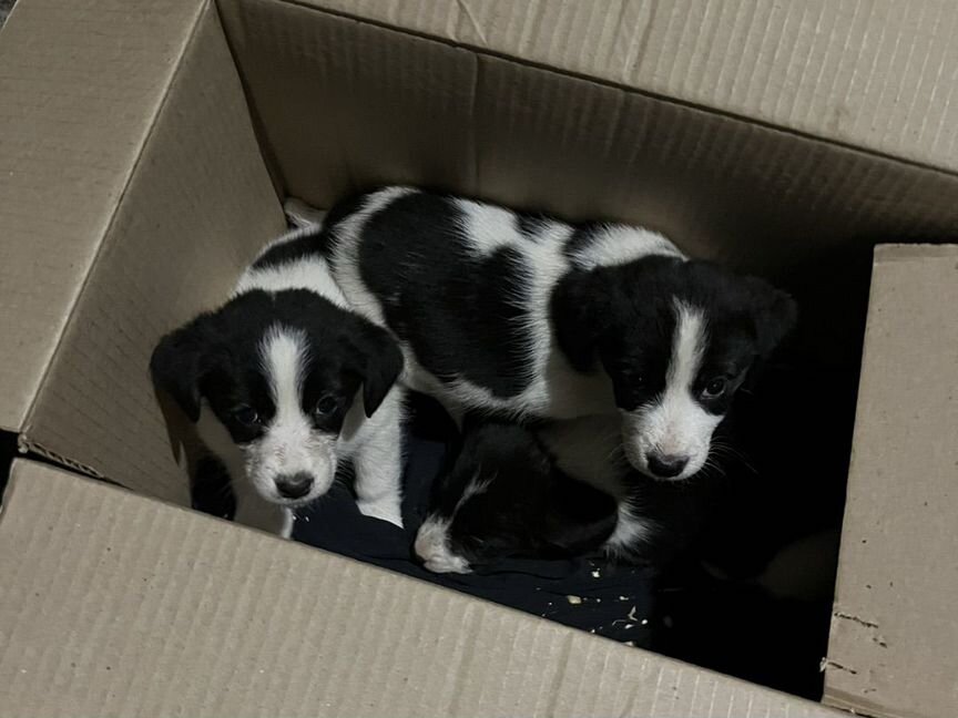 Подкинули щенков