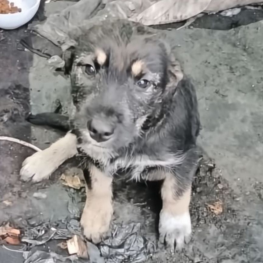 Щенок в добрые руки