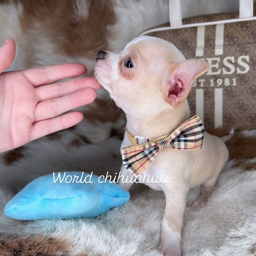 Изабелловый Мальчик Чихуахуа