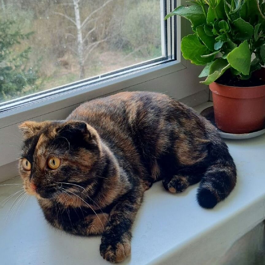 Шотландская вислоухая короткошёрстная, взрослая кошка