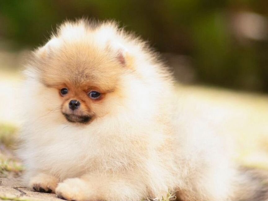 Персональный ангел