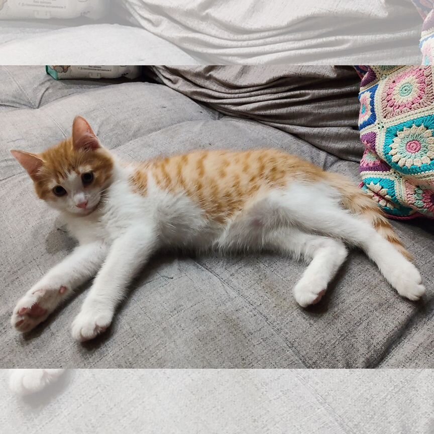 Котенок мальчик