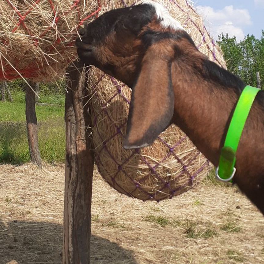 Рептух-кормушка-сетка для сена и поводок (чомбур)