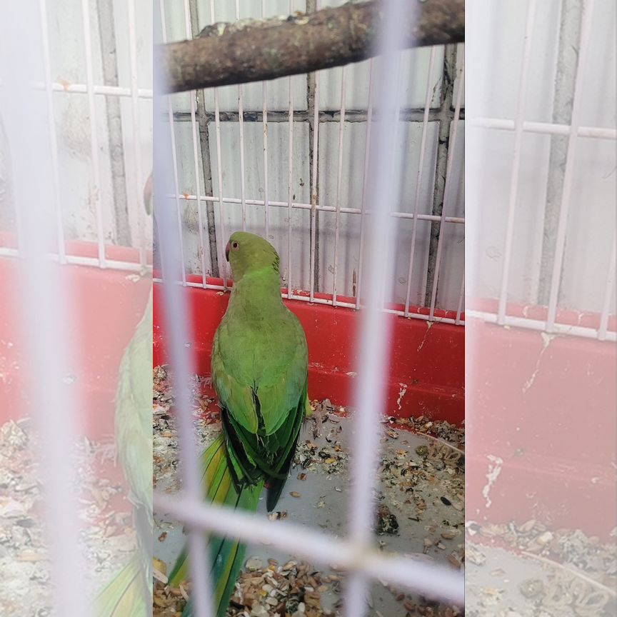 Ожереловый попугай самка