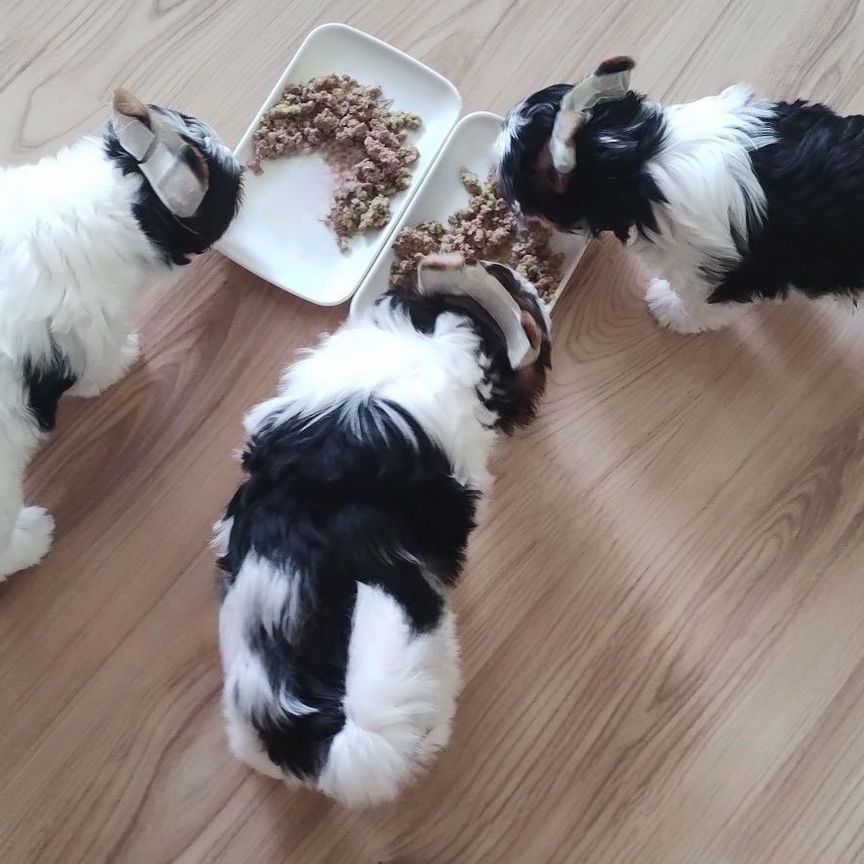 Кому щенков Бивер