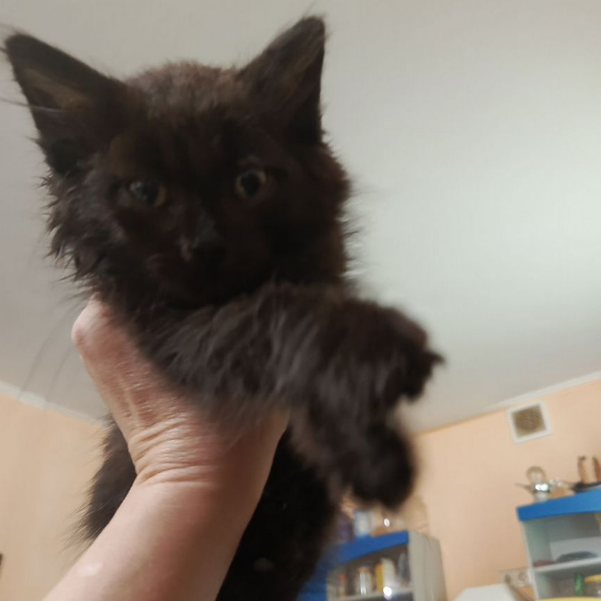 Котёнок от частного владельца