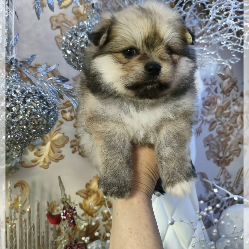 Мальтипу, щенок