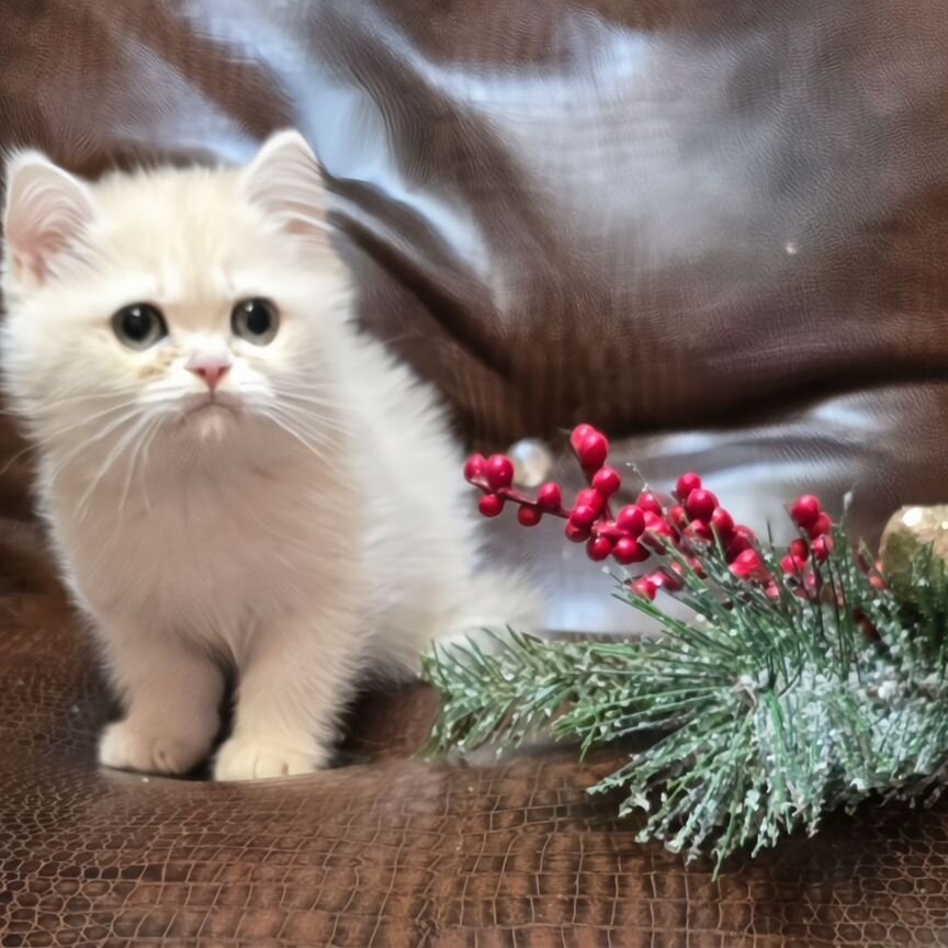 Британский короткошёрстный котёнок