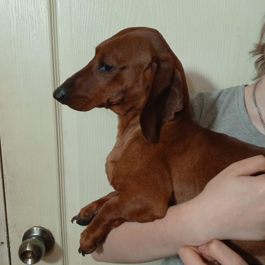 Отдам в добрые руки