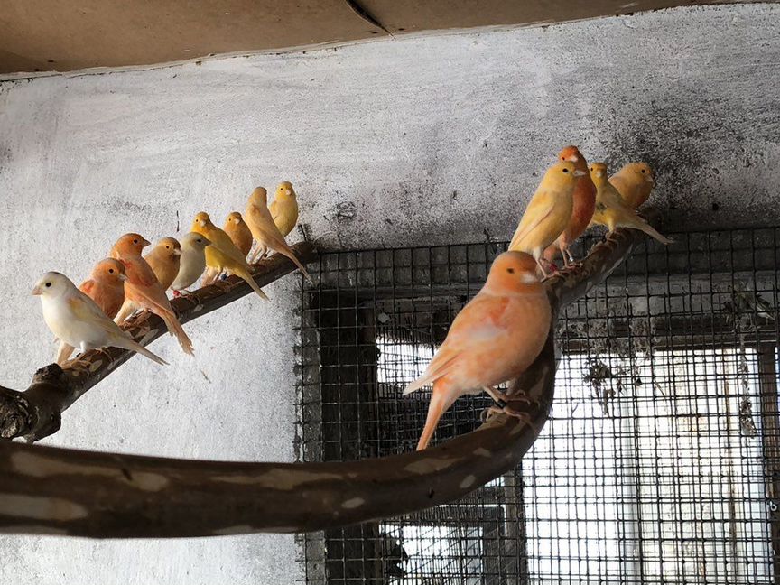 Кенара и канарейки