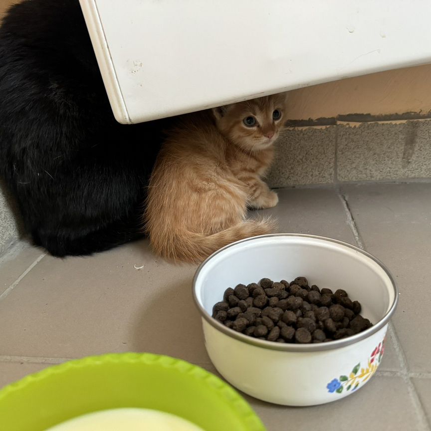 Котята в добрые руки