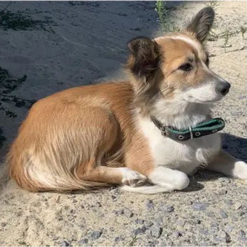 Йоркширский терьер, взрослая собака