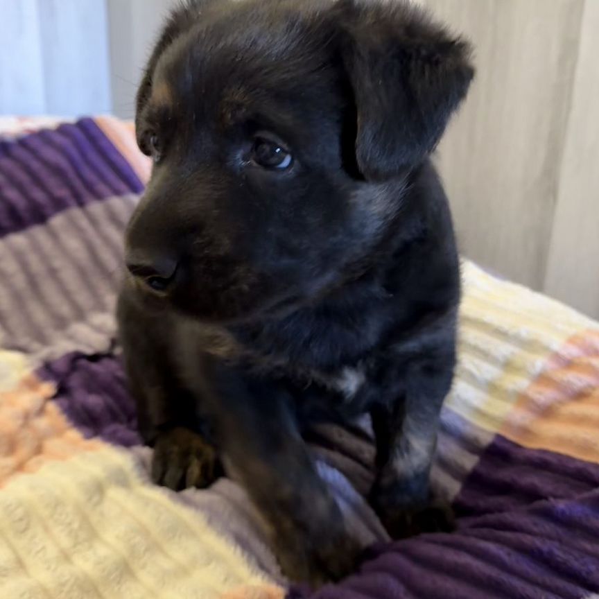 Щенок в добрые руки