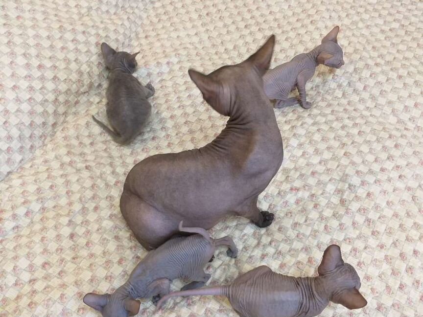 Донской сфинкс котята