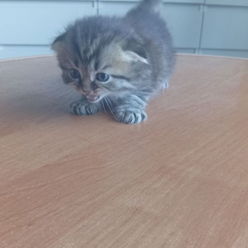 Шотландский вислоухий длинношёрстный котёнок