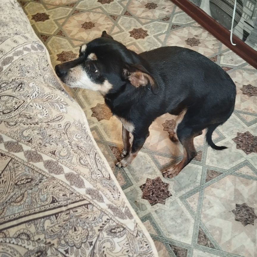 Отдам в добрые руки, той терьер кобель