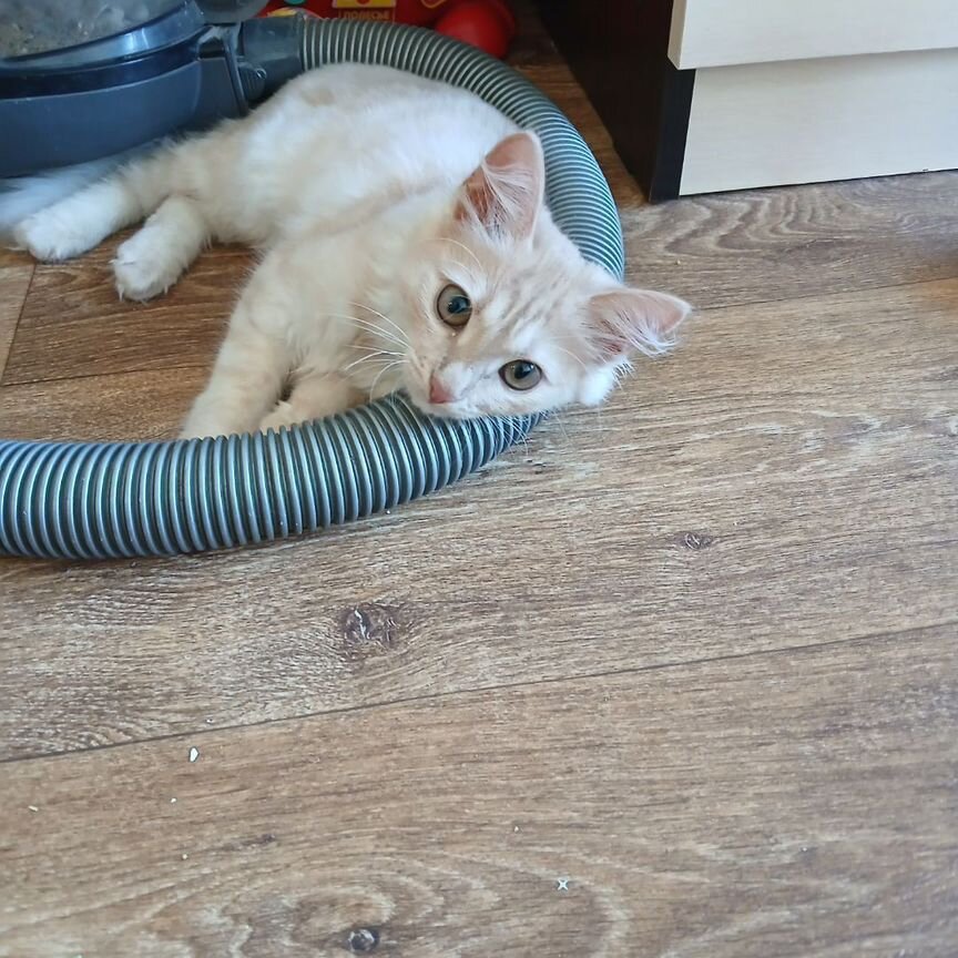 Отдам в добрые руки кошечка 3.5 мес