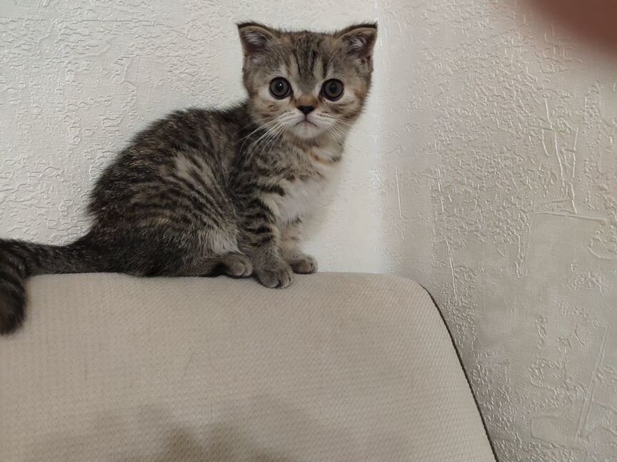 Шотландский котенок