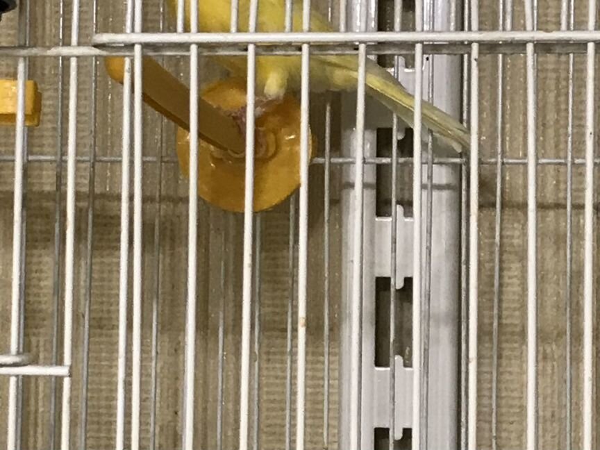 Кенара и канарейки