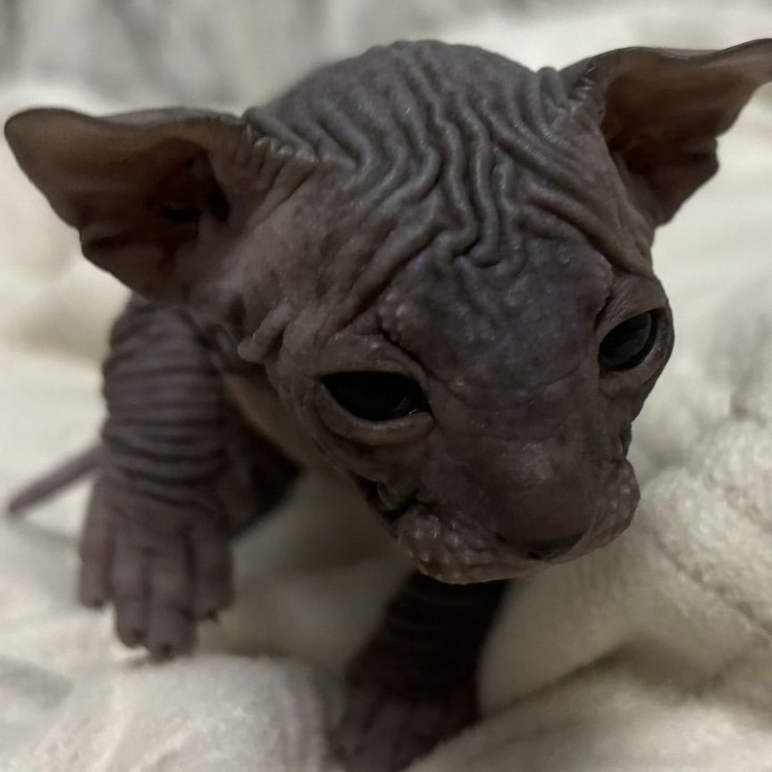 Канадский сфинкс котенок