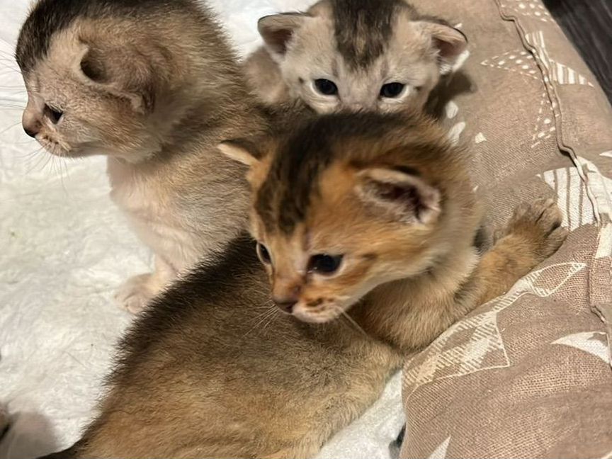 Абиссинская