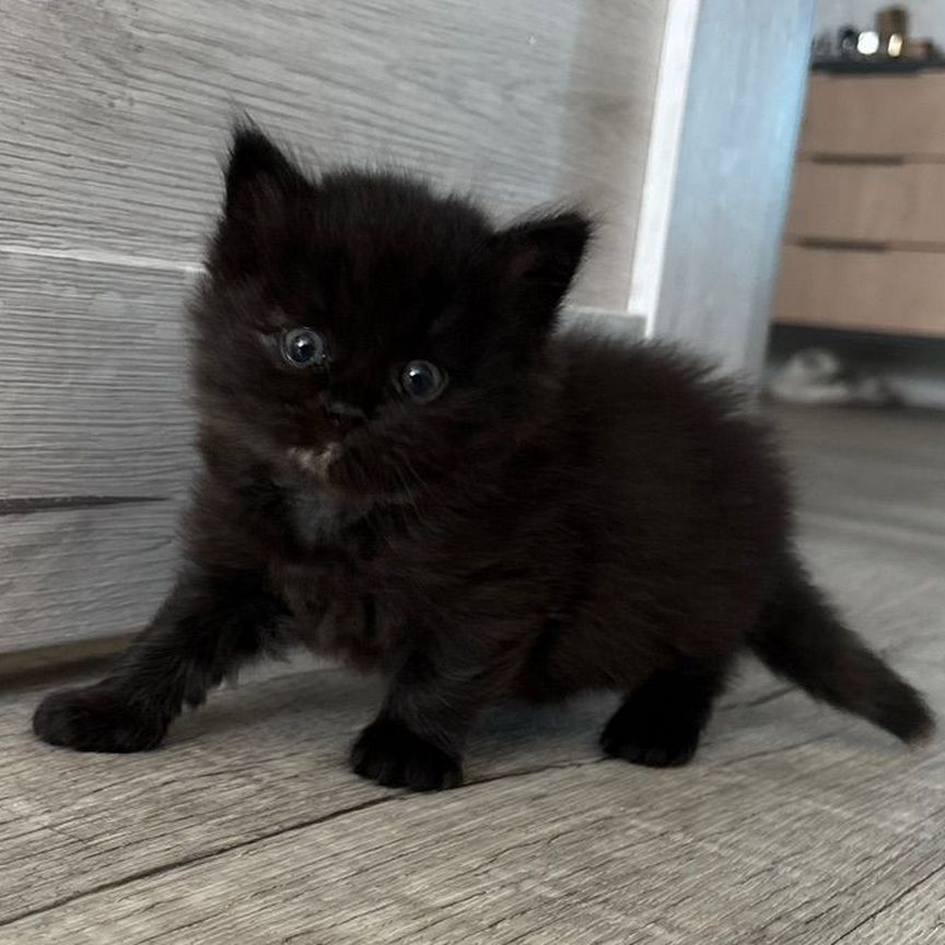 Британский длинношёрстный котёнок