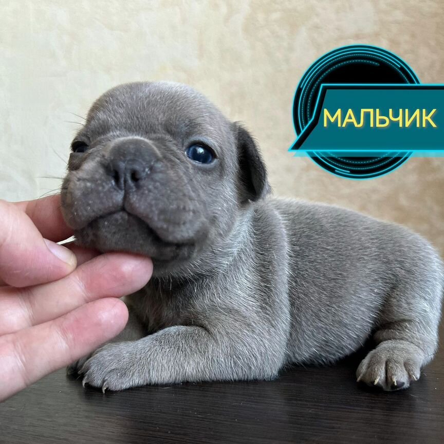 Элитные щенки французского бульдога