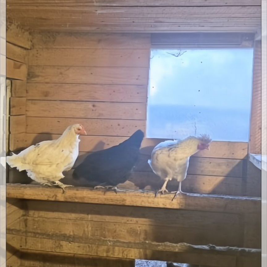 Куры несушки домашние