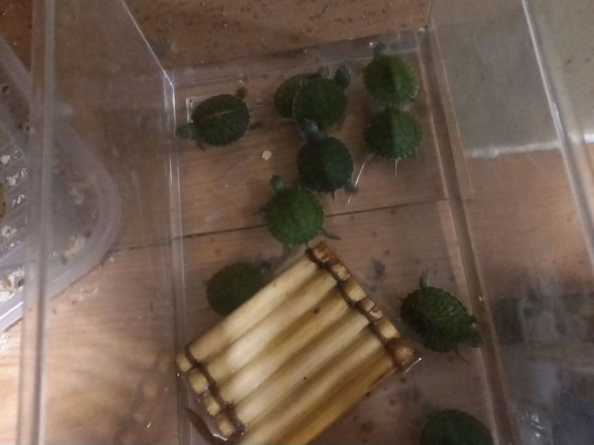 Черепашки раки петушки