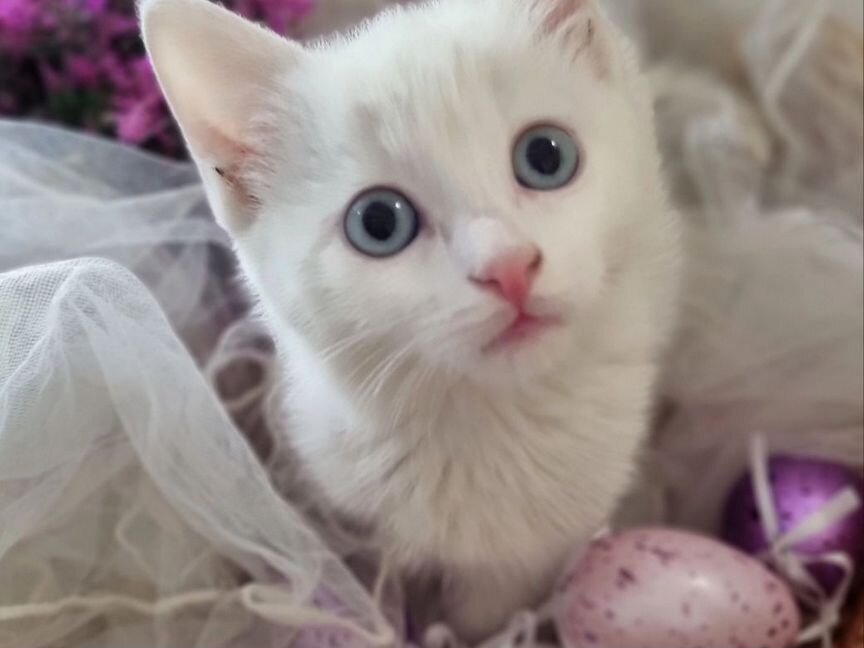 Котенок с голубыми глазами от као-мани