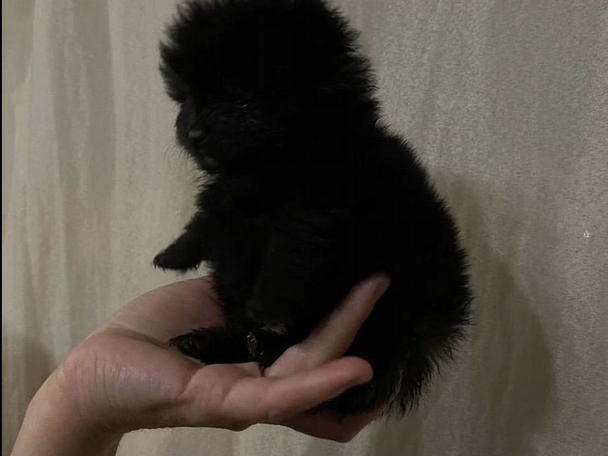 Померанский шпиц