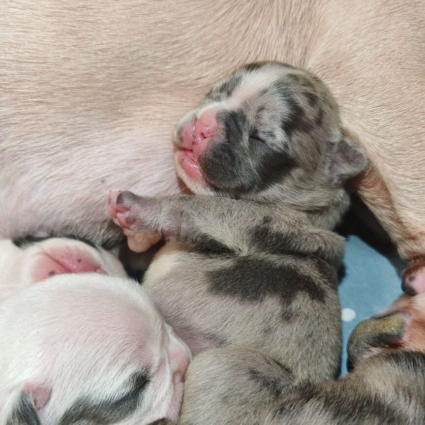 Французские бульдоги необыкновенное чудо