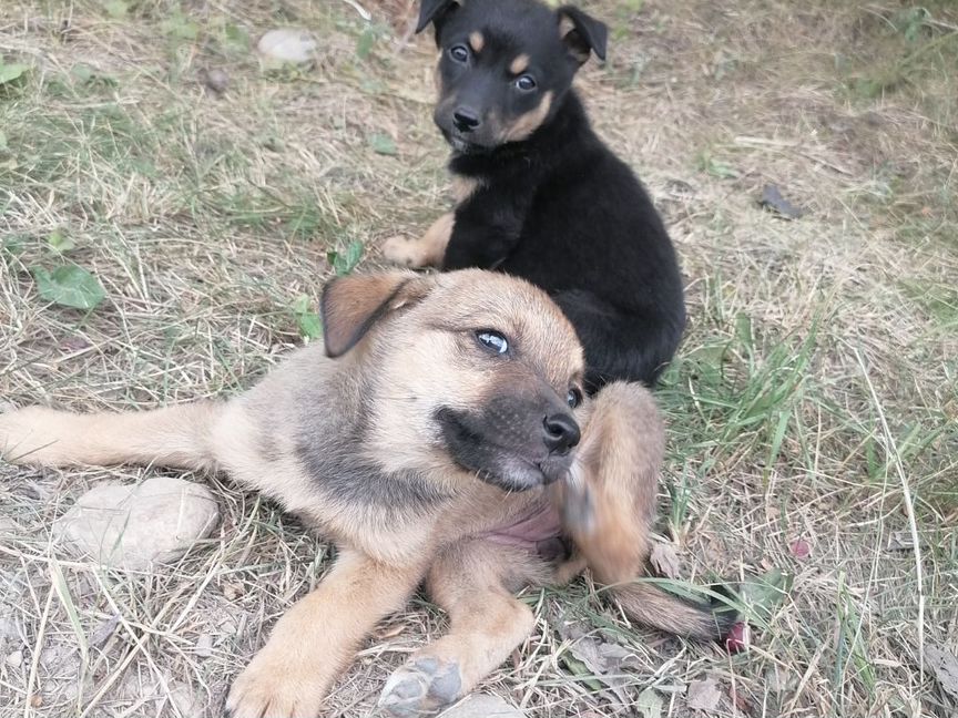 Немецкая овчарка, метис