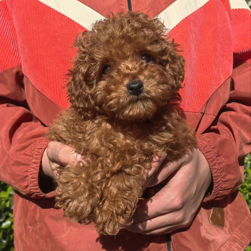 Той-пудель, щенок