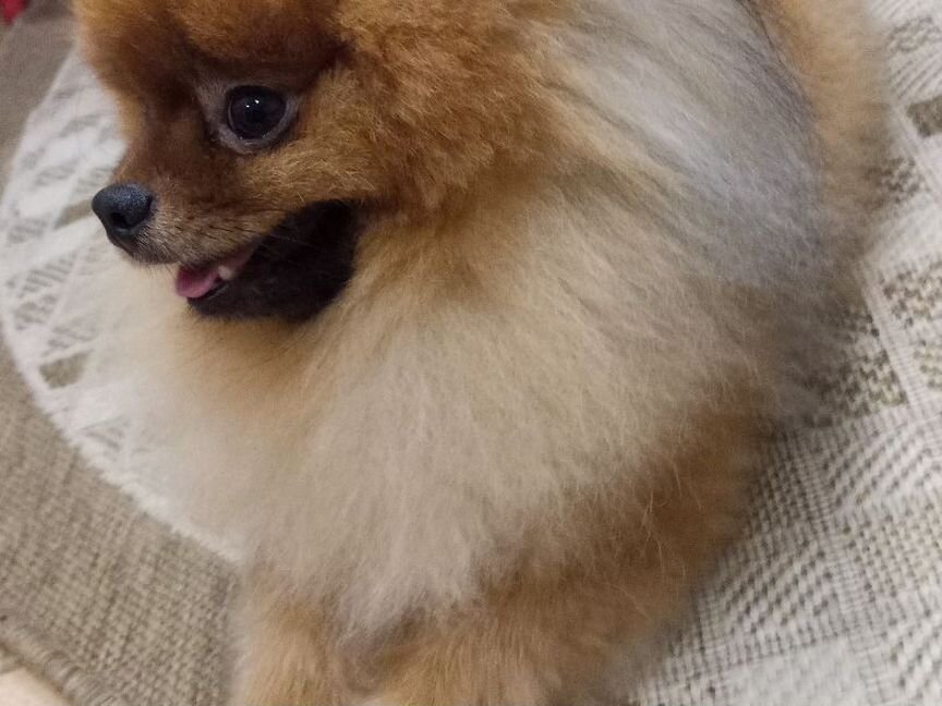 Вязка Померанский шпиц мишка