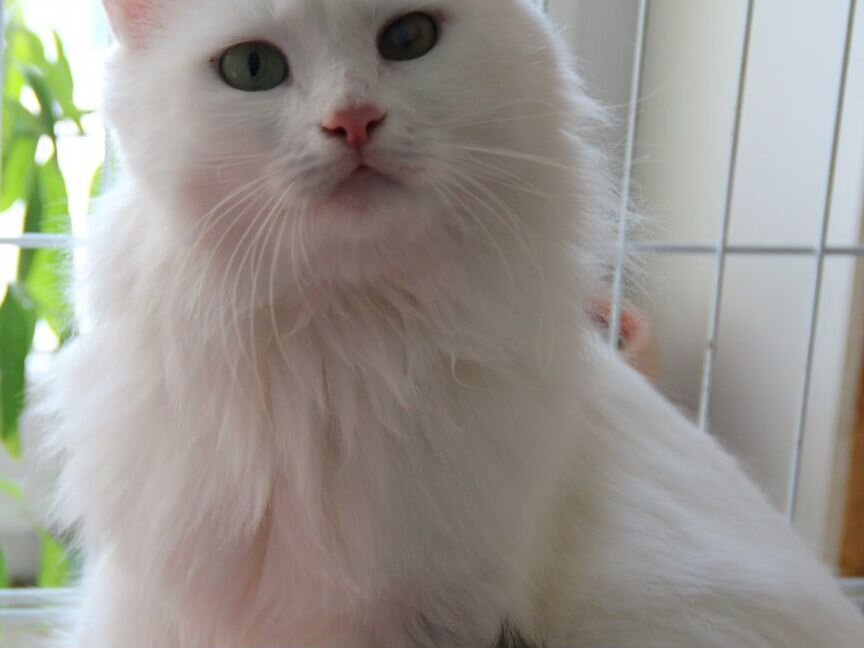 Красивая белая ангорская кошка