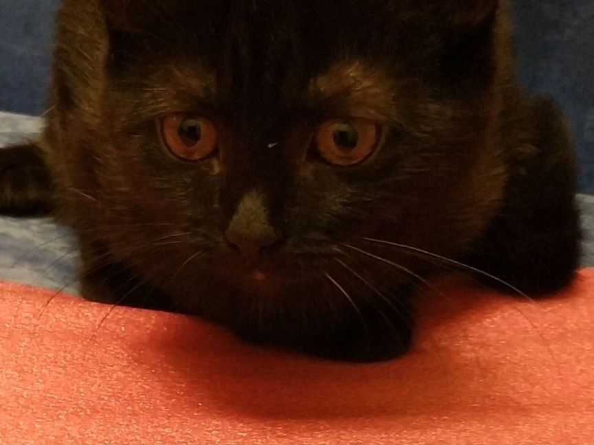 Кошечка 4 месяца