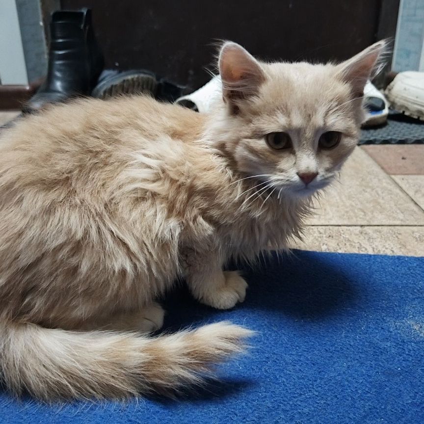 Рыжий котенок мальчикв добрые руки