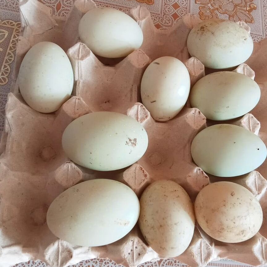 Инкубационное яйцо индийский бегунок