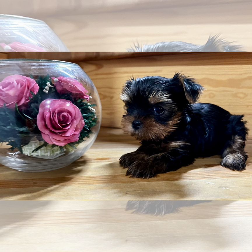 Йоркширский терьер