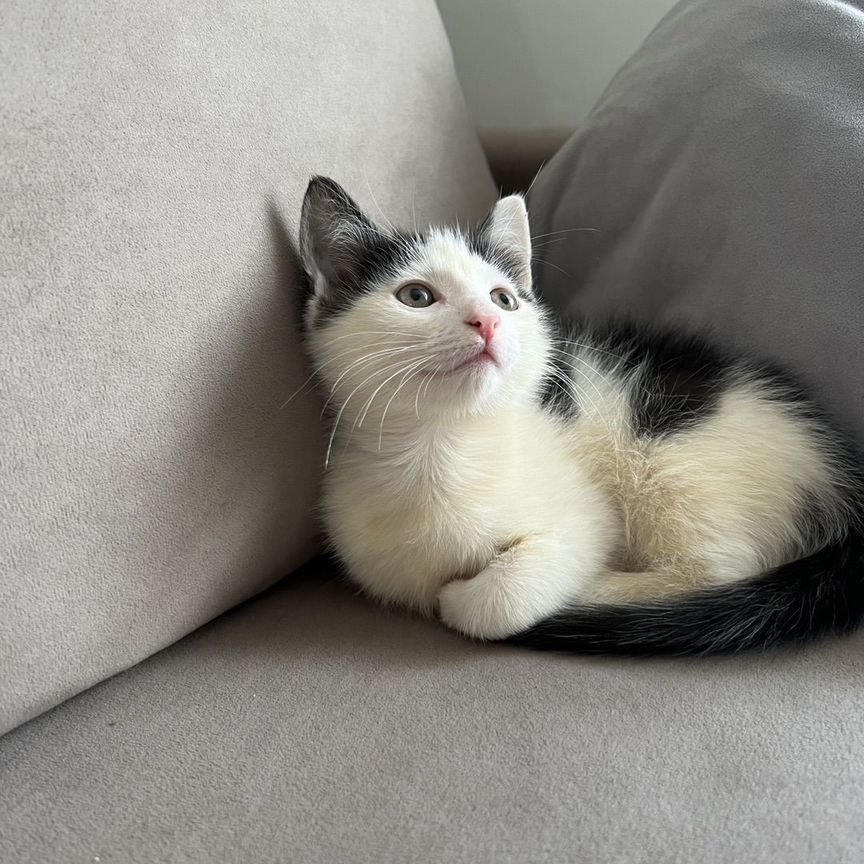 Котенок ищет дом