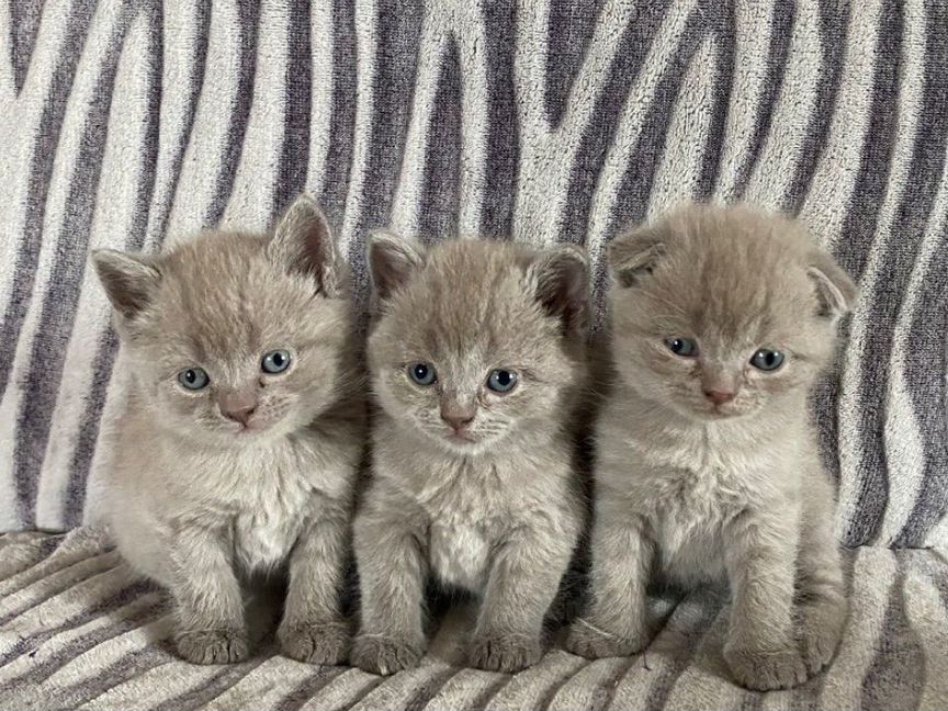 Шотландские котята