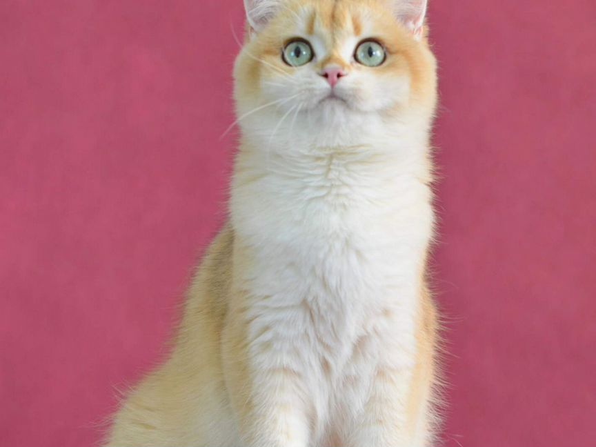 Золотая шиншилла милашка